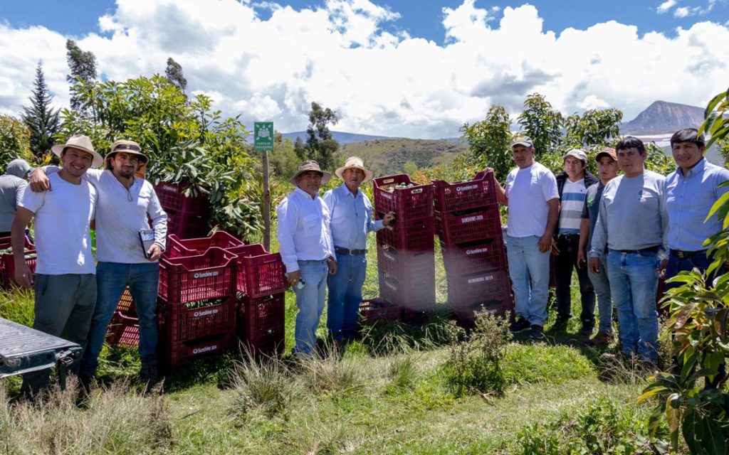 Pan American Silver Shahuindo impulsa primera cosecha de palta Hass ...